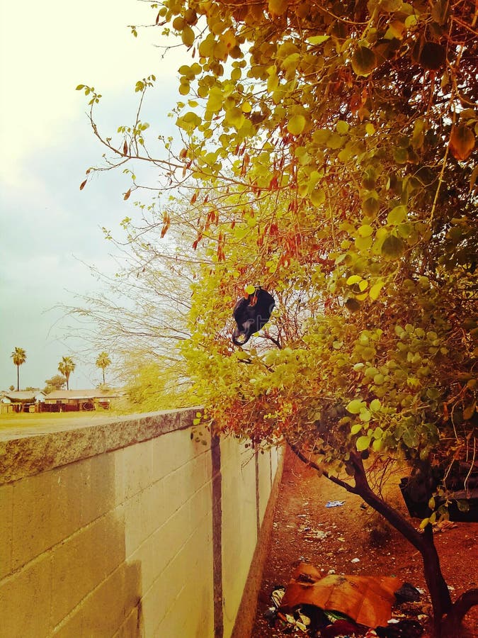 Windy Hat stock photo. Image of tree, fence, brick, wall - 86808402
