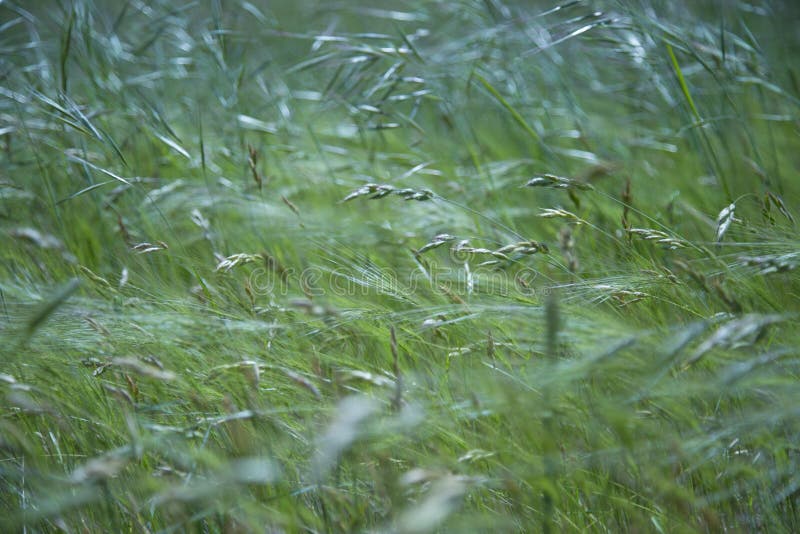 Wind Blowing Grass in Springtime Stock Image - Image of nature, blowing ...