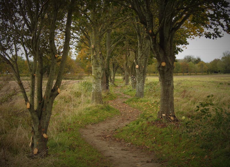 160 Windy Trees Uk Stock Photos - Free & Royalty-Free Stock Photos from ...