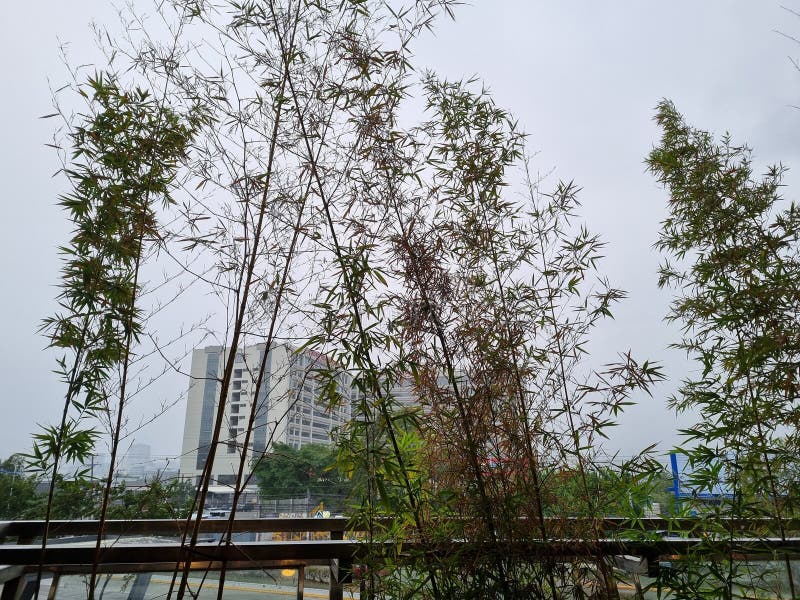 Windy and Rainy Day in Mandaue City, Cebu, Philippines Stock Photo ...
