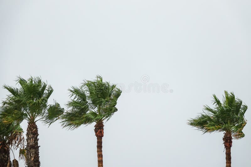 Windy and Rainy Weather. Palm Trees and White Sky Stock Image - Image ...