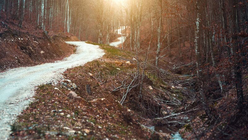 Windy Road through Forest in Sundown Stock Photo - Image of trees ...