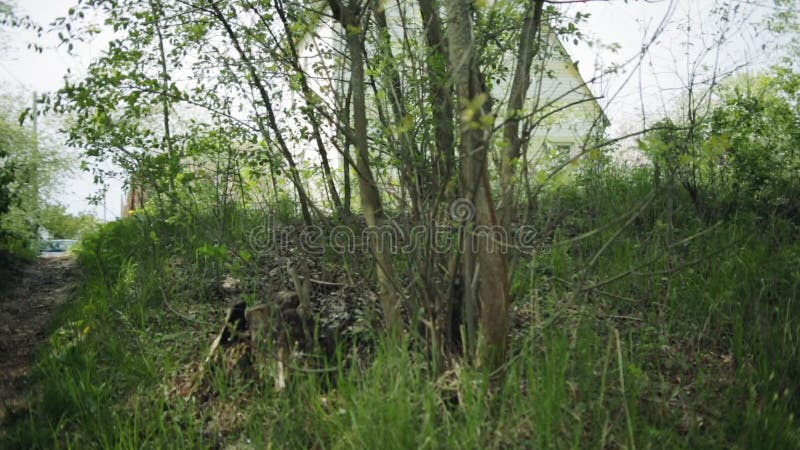 Windy spring day stock footage. Video of background, summer - 84738458