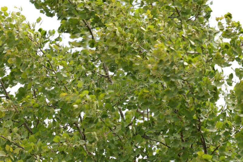Windy day in the forest stock photo. Image of windy - 381801064