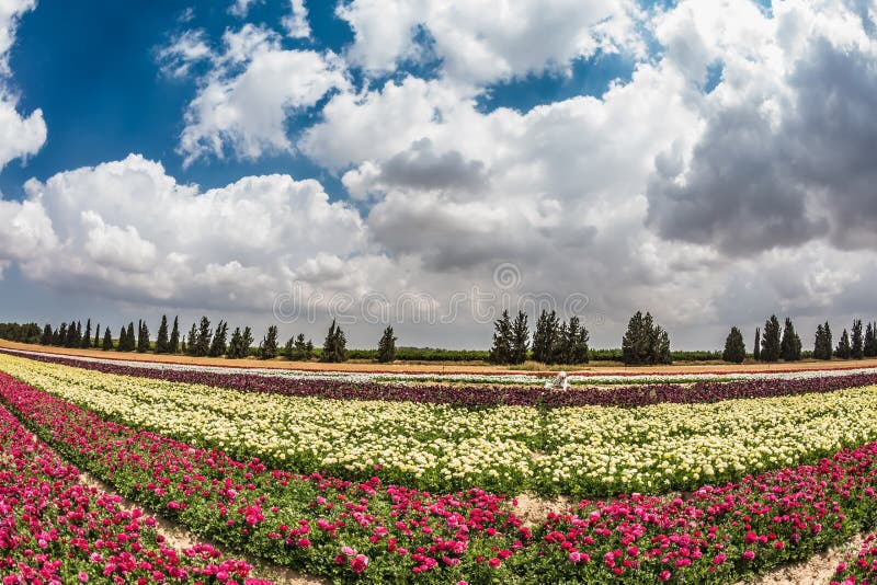 Spring wind stock image. Image of sunrise, autumn, landscape - 9197535