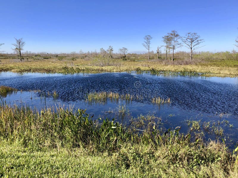 Summer in the swamp stock image. Image of edge, coast - 108198487