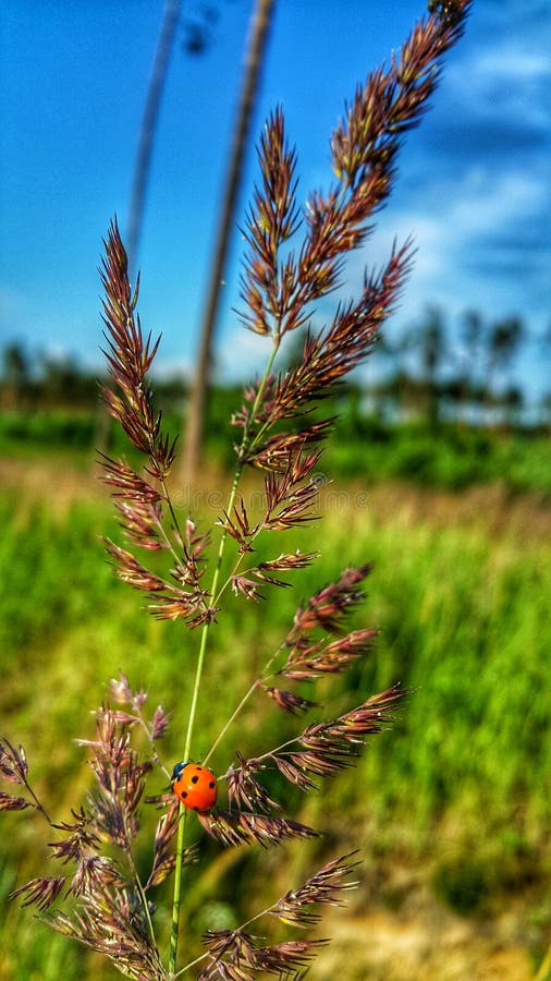 Ladybug stock image. Image of ladybug, nature, summer - 121606985