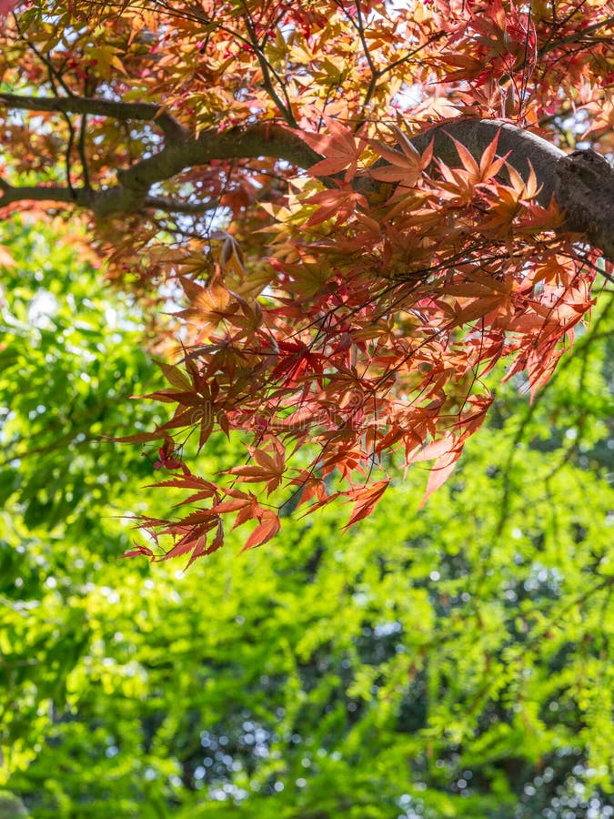 A Windy but Sunny Day in a Springtime Garden Stock Photo - Image of ...