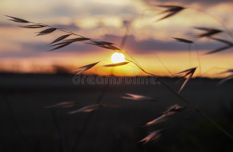 Windy sunset stock photo. Image of bent, leaves, background - 49273656