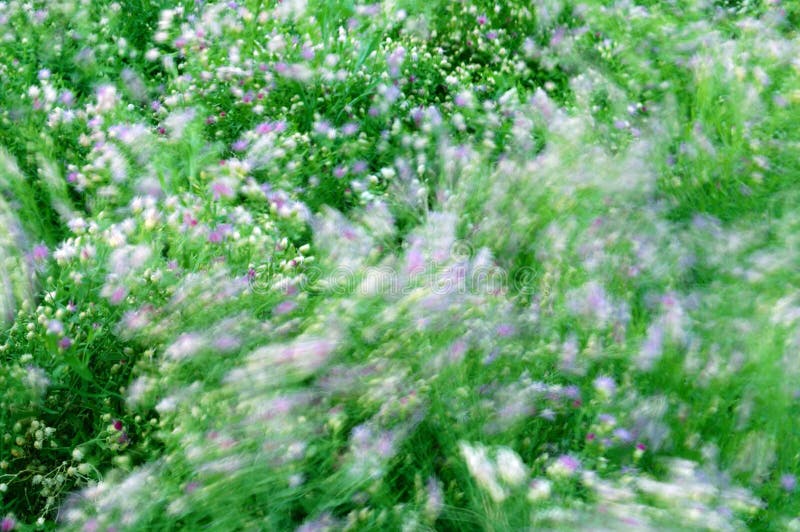Windy Wave of Flowers stock photo. Image of blowing, blurs - 1273686