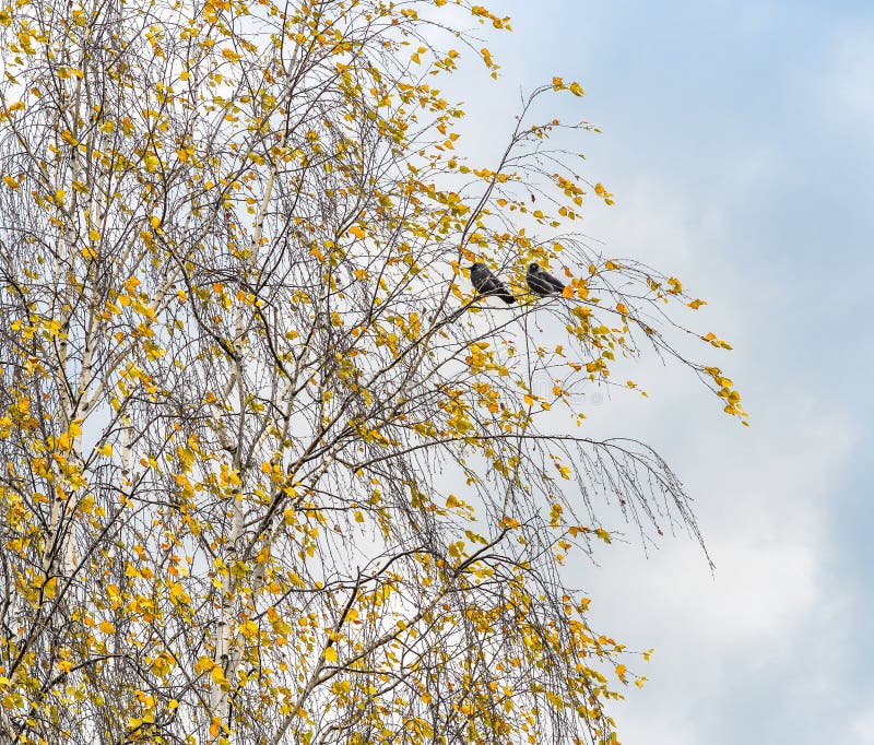 Windy day in Autumn stock image. Image of park, dale - 33774859