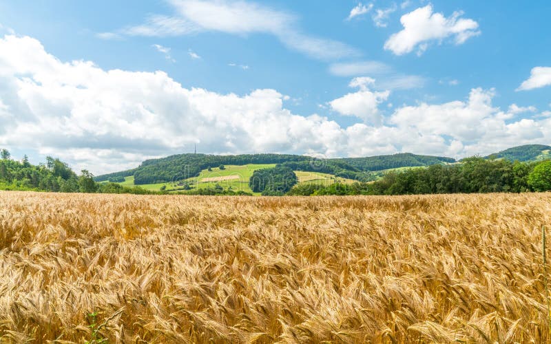 Windy Wheat Field on a Summer Day Stock Image - Image of background ...