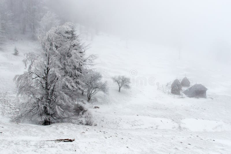 Windy days stock photo. Image of windy, tree, blowing - 58810222