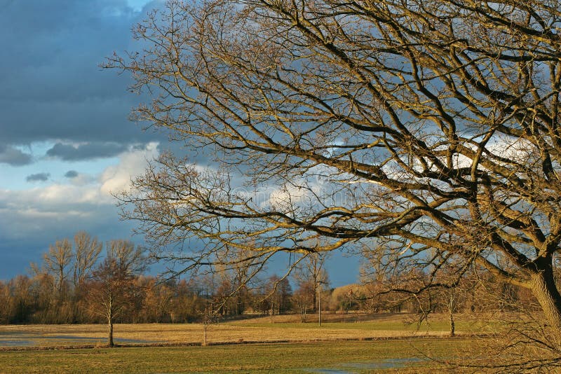 Windy Winter Tree Landscape Stock Image - Image of field, weather: 81773543