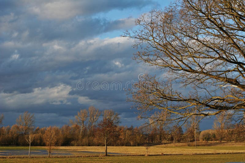 Windy Winter Tree Landscape Stock Image - Image of weather, windy: 81773595