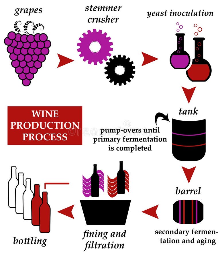 Wine Process Stock Illustrations – 6,438 Wine Process Stock ...