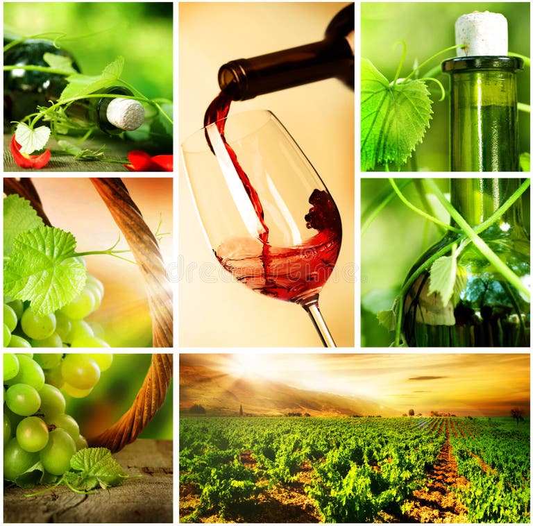 Wine.Beautiful Grapes Collage Stock Image - Image of field, growing ...