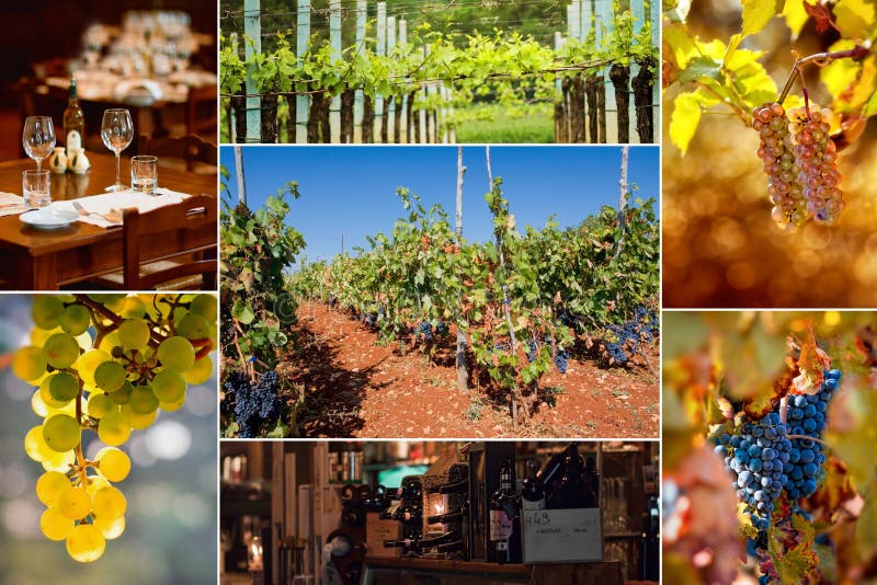 Wine.Beautiful Grapes Collage Stock Photo - Image of leaves, liquid ...
