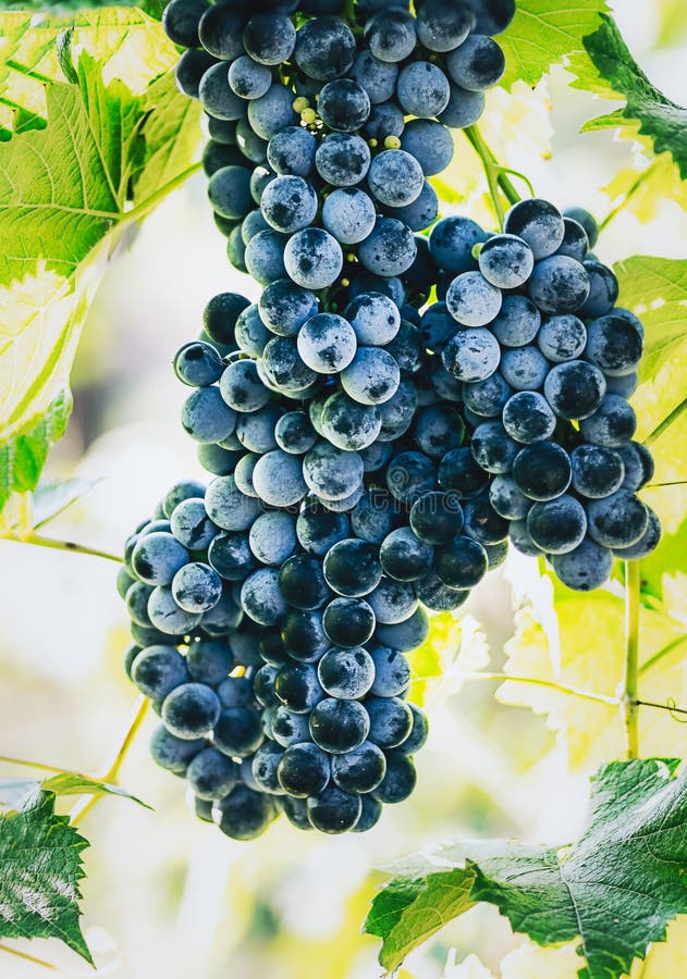 Wine blue grapes stock photo. Image of green, wine, plant - 89704322