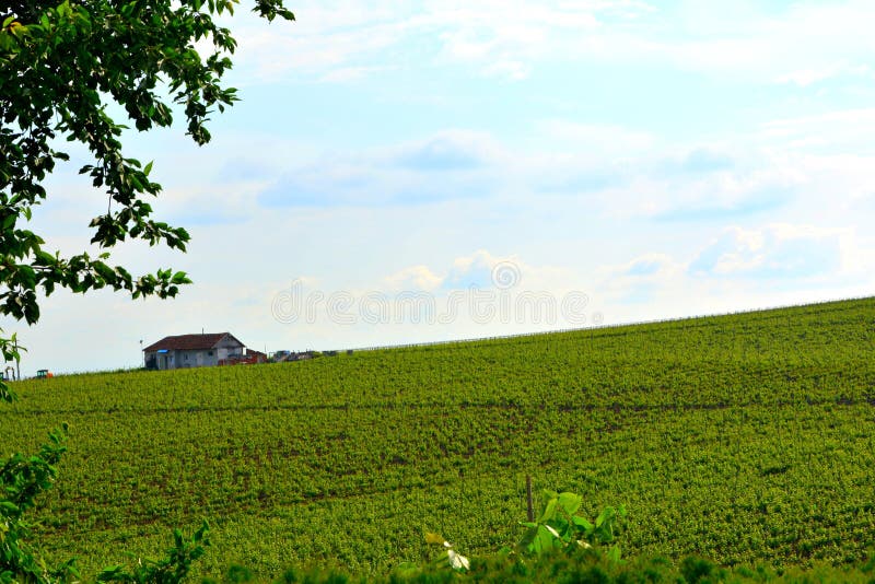 Wine Cellar in the Vineyards of Recas, Banat. Stock Photo - Image of ...