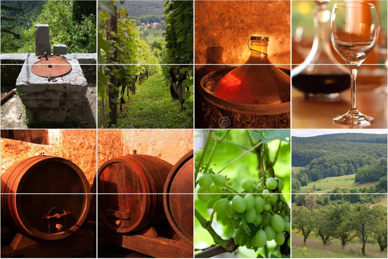 Wine collage stock image. Image of growth, drink, plants - 15694965