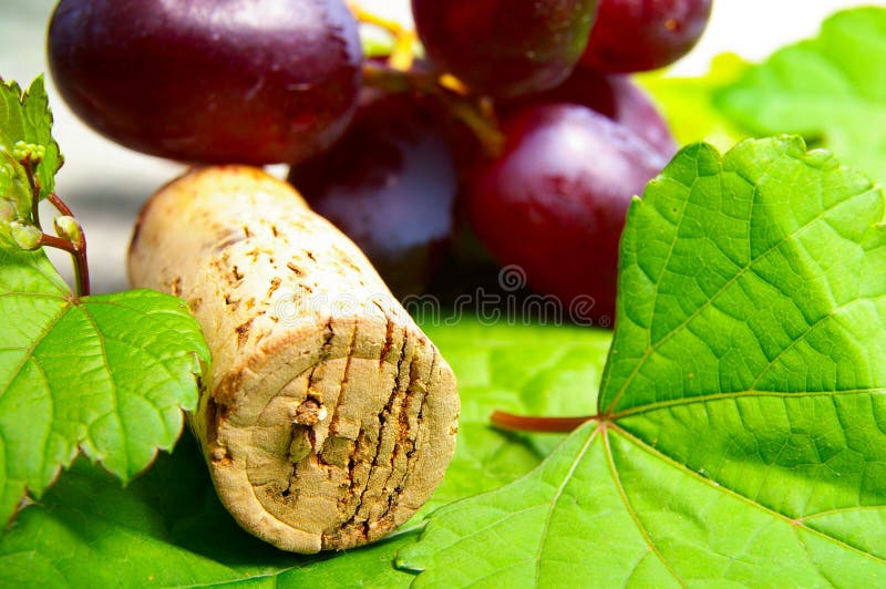 Wine cork stock image. Image of grapes, cork, grow, vine - 5301701