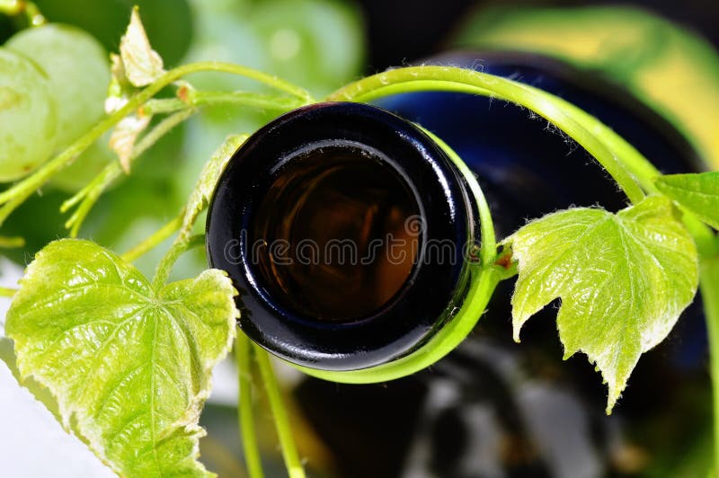 Wine stock photo. Image of bottleneck, botany, sheet - 45531720