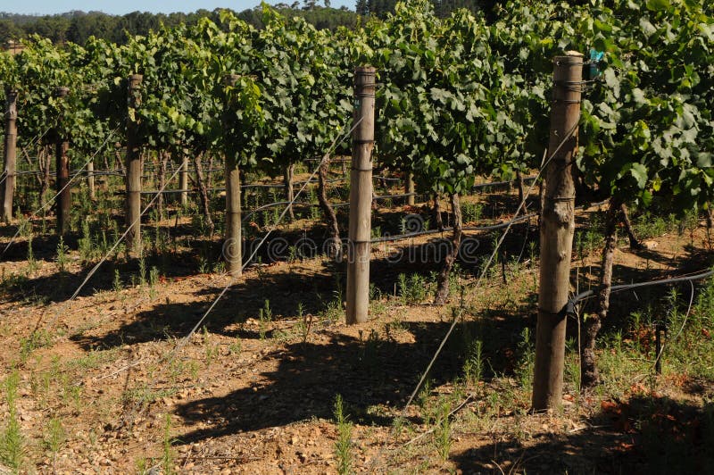 Wine Farm stock image. Image of rows, agriculture, closeup - 34272513