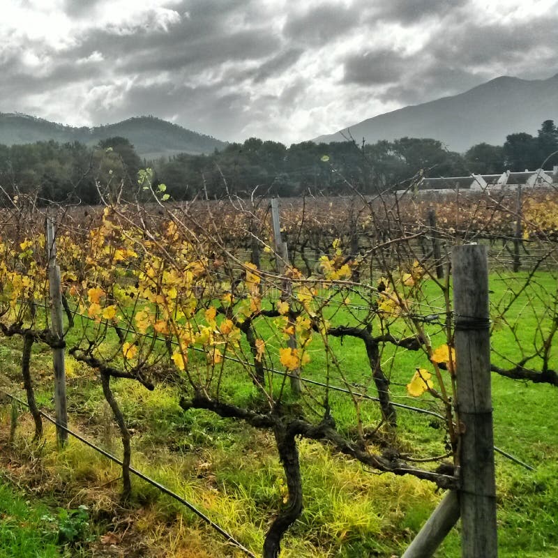 The Old Wine Farm on the River Bank Stock Photo - Image of unesco ...