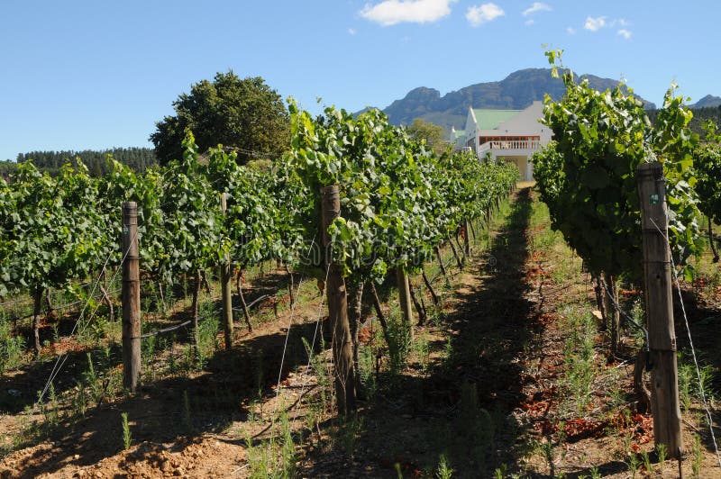 Wine Farm stock image. Image of bushes, mountain, farm - 34272235
