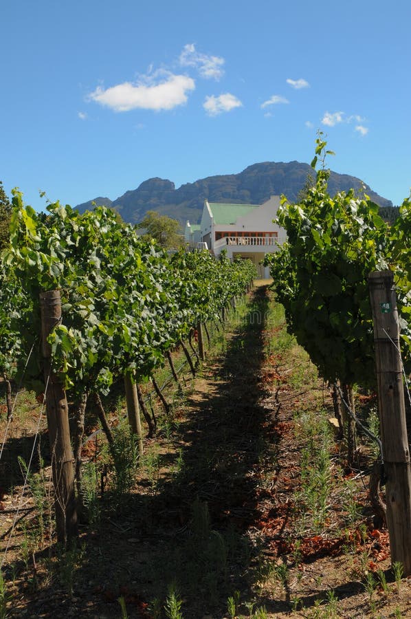 Wine Farm stock photo. Image of viticulture, wine, vines - 34272276