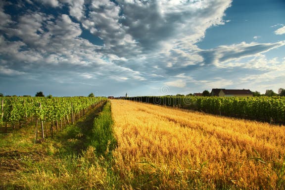 Wine field stock image. Image of fall, scenery, scenic - 20735641