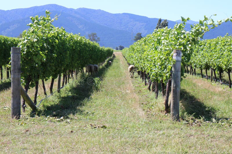 Wine Field in Blenheim, New Zealand Stock Photo - Image of countryside ...
