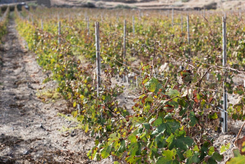 Wine Field with Wine Plants on Santorini Stock Image - Image of rock ...