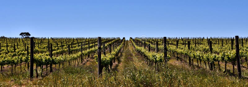Wine field stock photo. Image of summer, bluesky, franck - 62010620