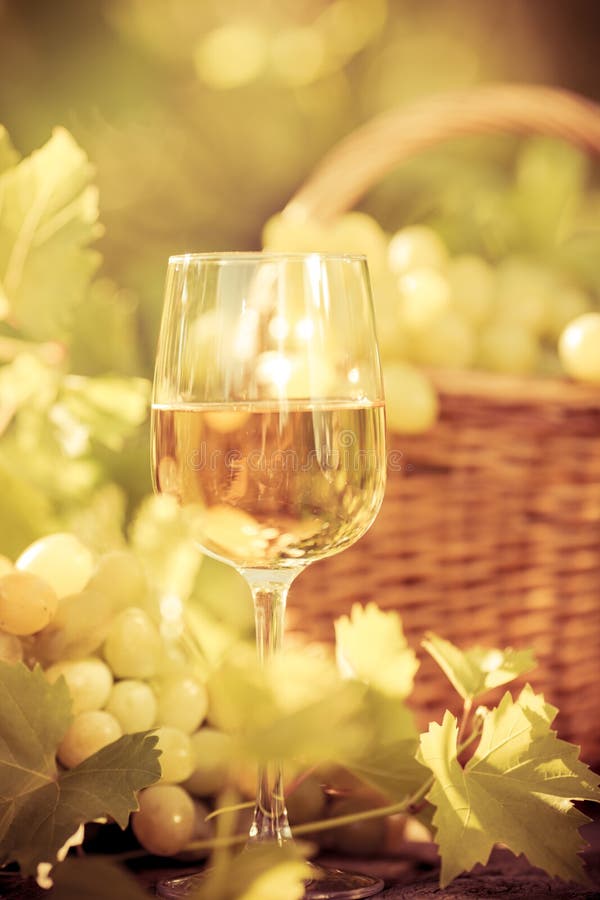 Wine Glass and Grapes of Vine Stock Photo - Image of beautiful, holiday ...