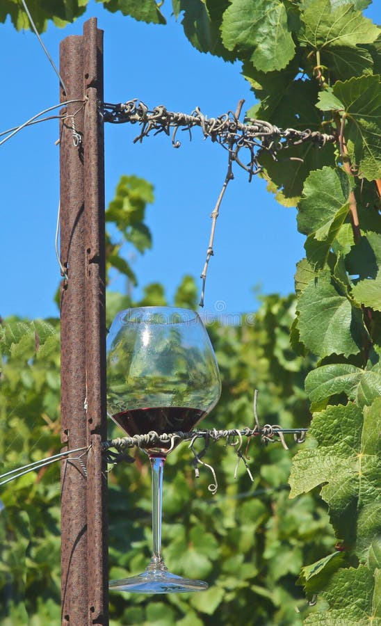Wine glass vineyard stock photo. Image of fence, vineyard - 98364444
