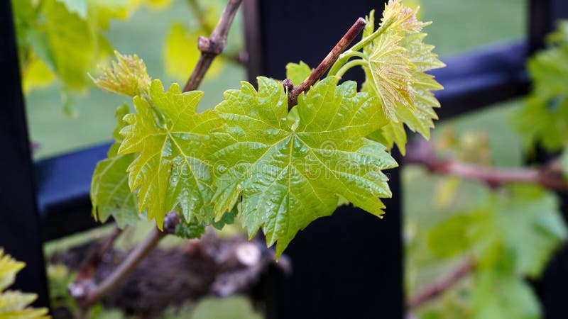 Wine Grape Branches are Pruned in Garden , Branches from Grape Wine ...
