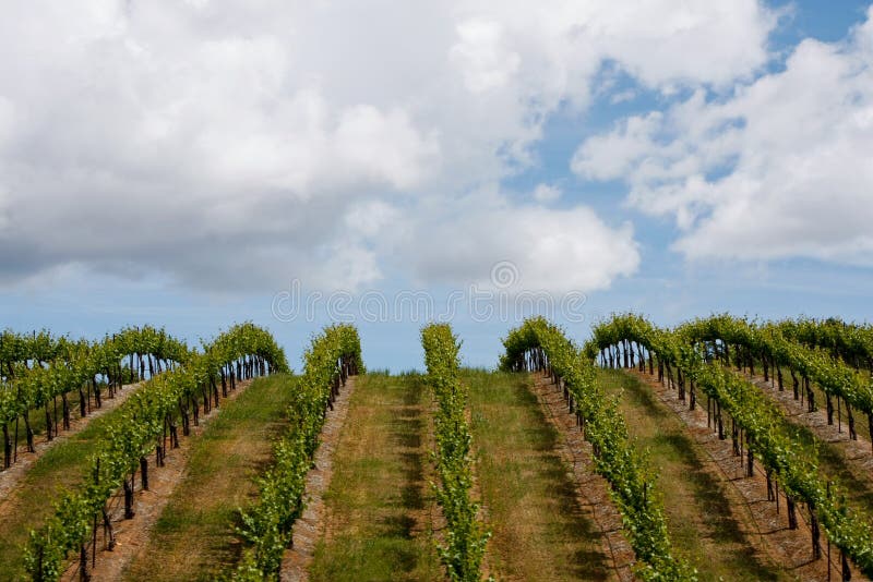 Wine Grape Field In Napa Valley Stock Image - Image: 17405373