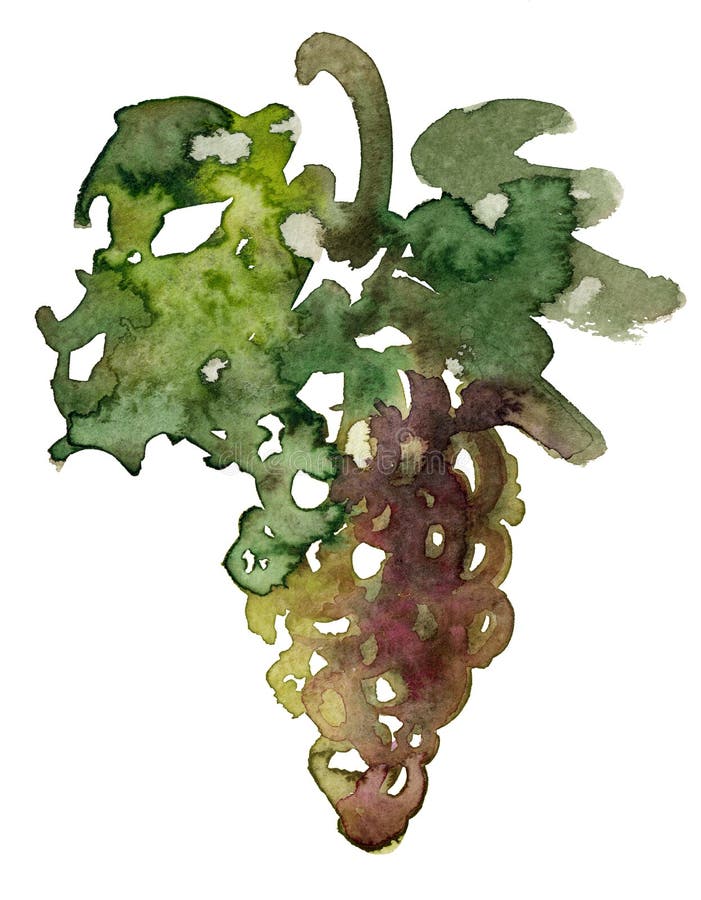 Wine grape illustration stock photo. Image of sketch - 248194908