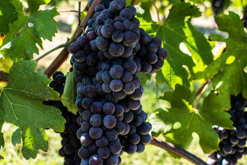 Wine Grape, Italian Grapevine, Grapevine Made in Italy Stock Image ...