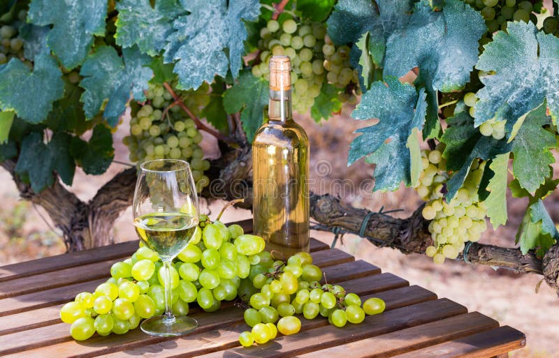 Wine and Grape on Table in Vinery Stock Image - Image of agriculture ...