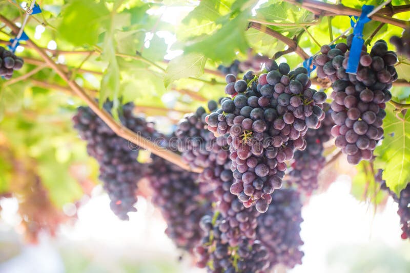 Vineyard branch stock photo. Image of industry, fall, foliage - 3422490