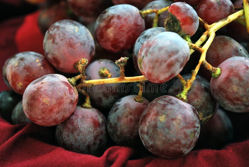 Rotten wine grapes on soil stock image. Image of wine - 176778599