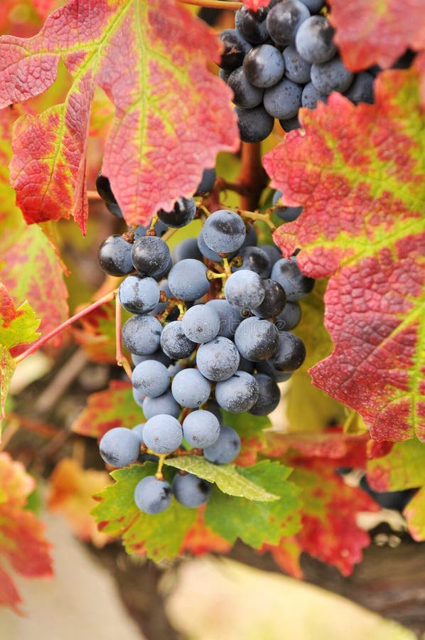 Wine grapes stock photo. Image of dawn, industry, grass - 6528596