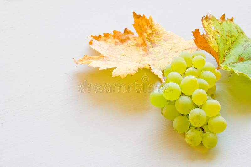 Wine grapes BG photo stock photo. Image of vineyard, season - 35940168