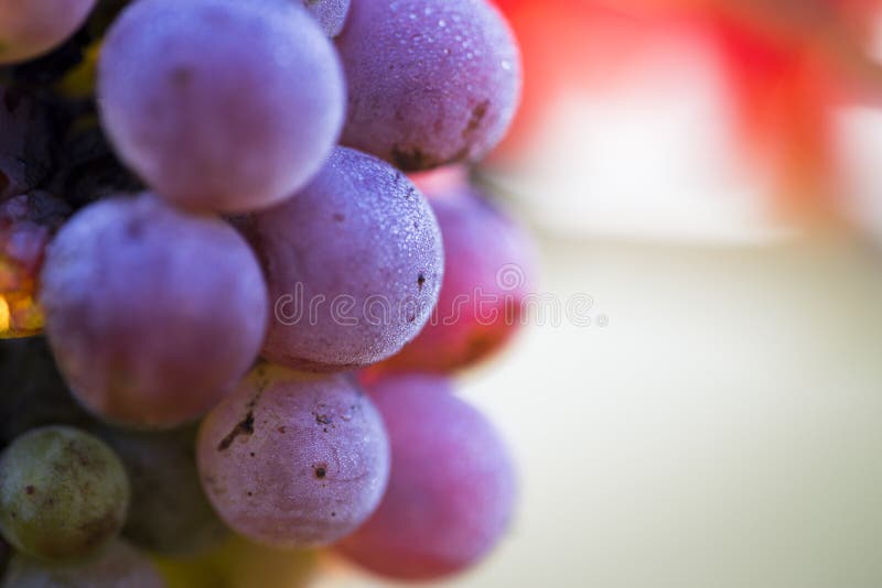 Wine grapes close-up stock image. Image of green, harvest - 45409591