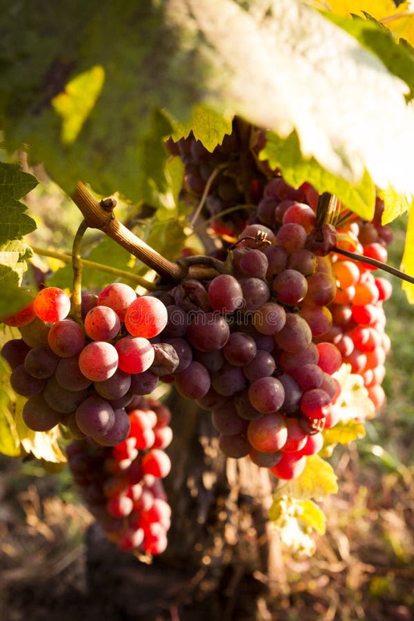 Wine grape stock image. Image of hang, fresh, fruity - 10765757
