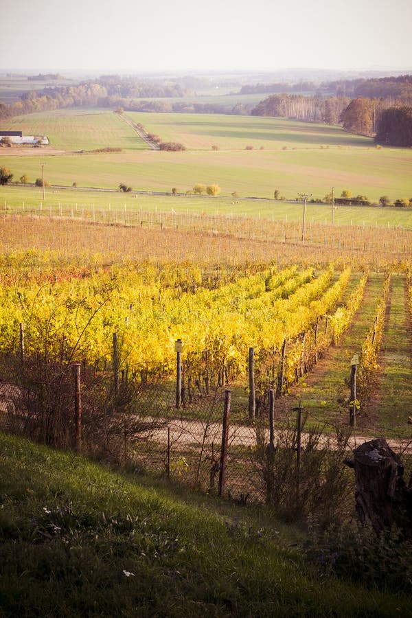 Wine Grapes in Front of Autumn Landscape Stock Image - Image of autumn ...
