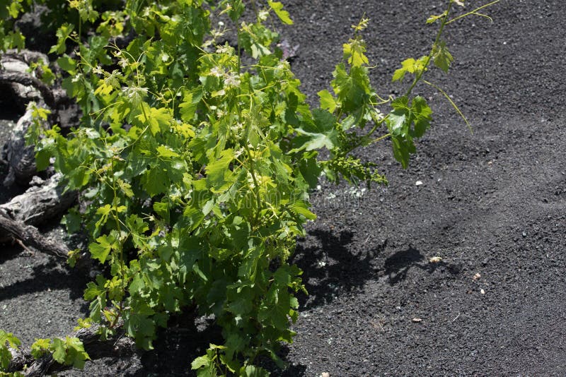 Wine Grapes Grow in the Lava. Stock Photo - Image of grape, lanzarote ...